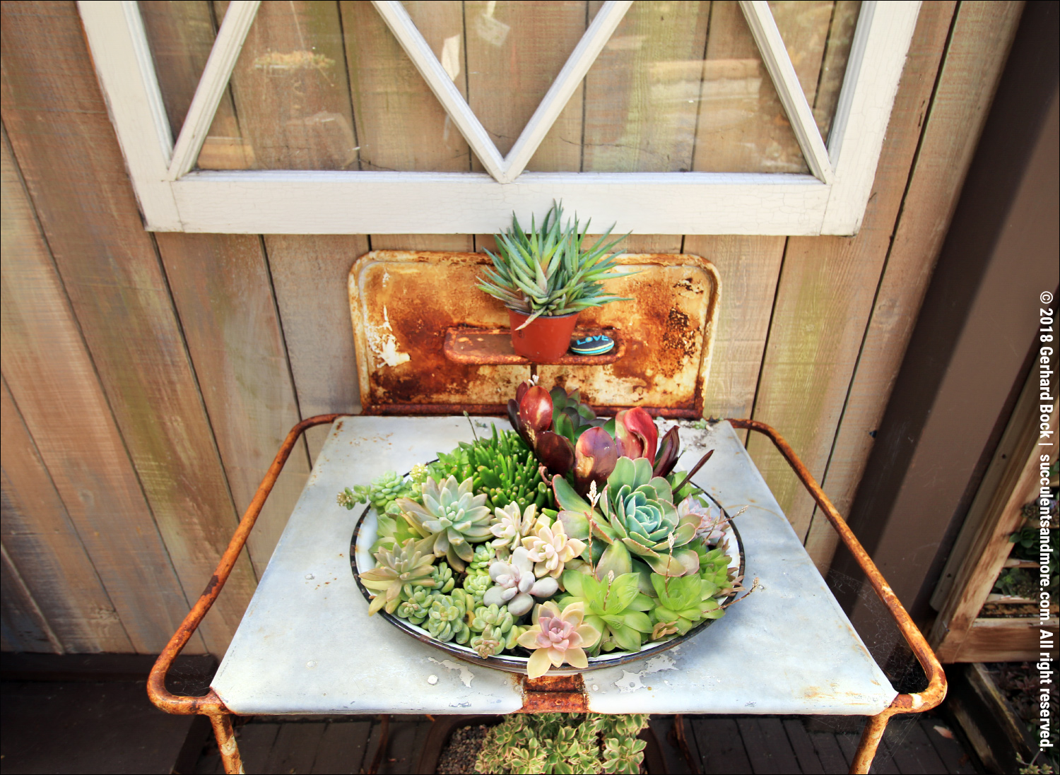 Sip and shop at the Succulent Café