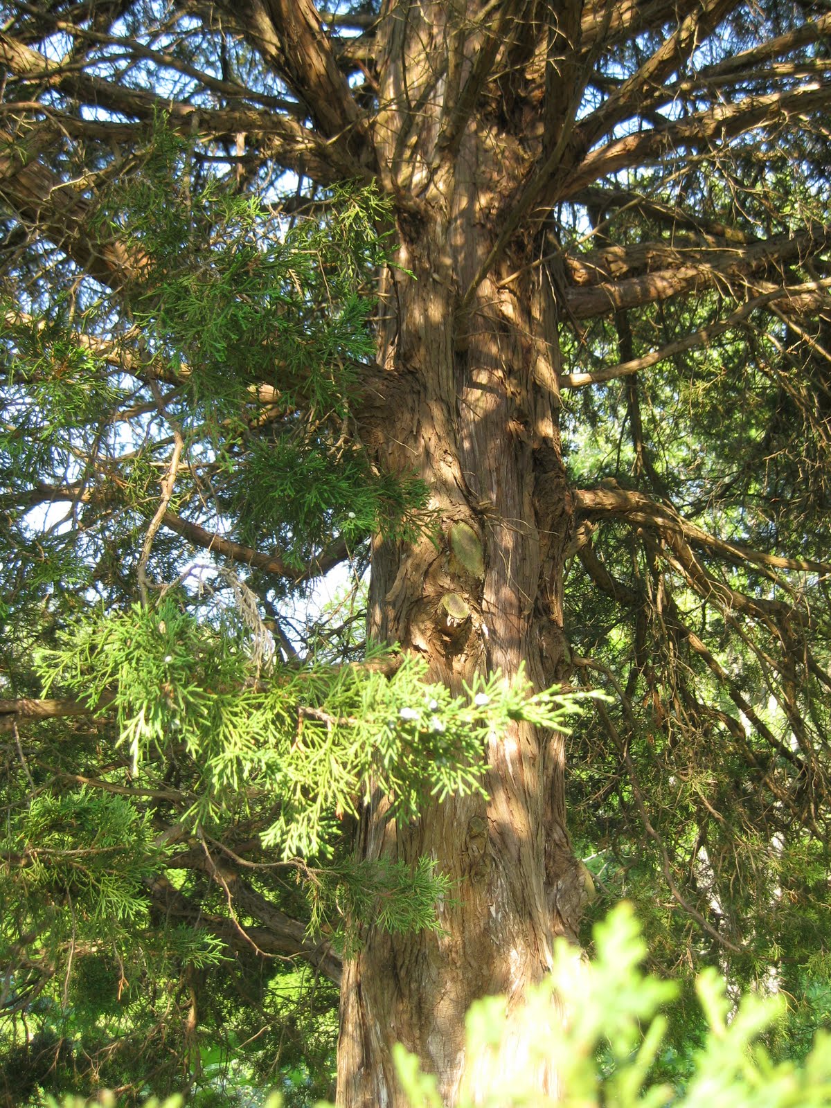 Trees: Juniper tree