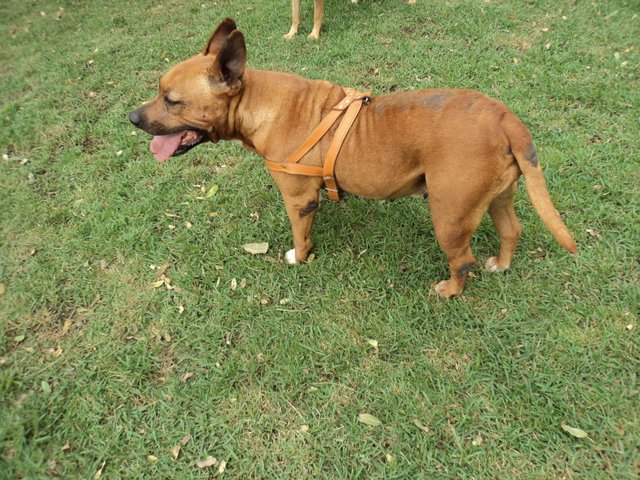 Adote, Não Compre!: Pitty, macho de American Staffordshire Terrier para ...