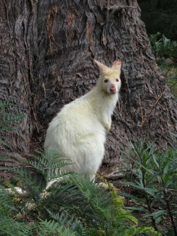 The Travelling Lindfields: The White Squirrels of Brevard in ...