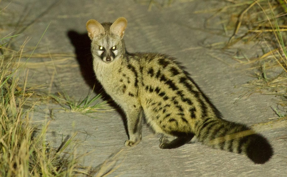 Mamíferos y marsupiales mammals of the earth: Jineta de Angola (Genetta ...