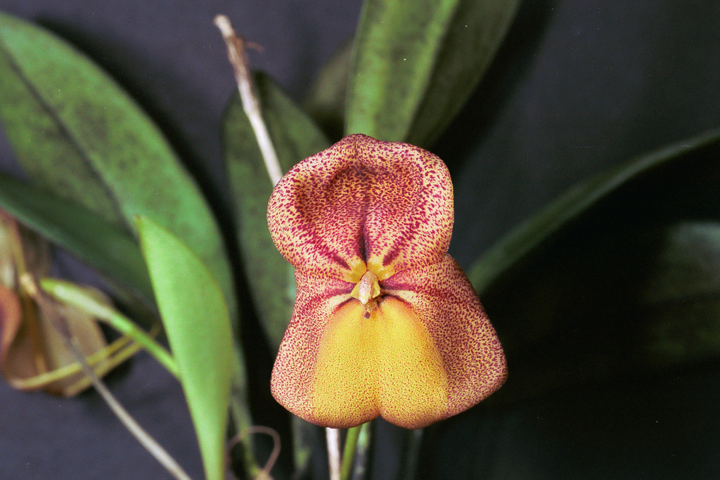 Masdevallia rubeola care and culture | Travaldo's blog
