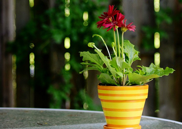 Gerbera - African daisy care and culture | Travaldo's blog