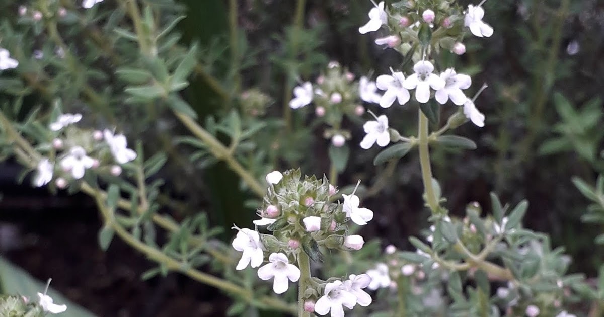 Photoinvestigacionchema: El Tomillo y su flor.