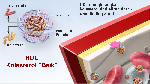 Kolesterol Baik (HDL) Dan Kolesterol Jahat (LDL)