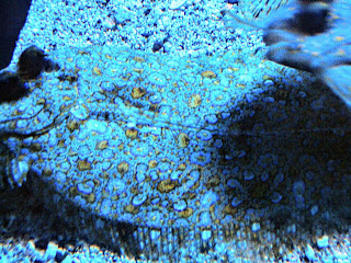 Ocean Center Video And Photos