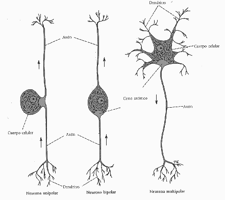 Apuntes y resúmenes de Psicología y Biología.: Biología Humana ...