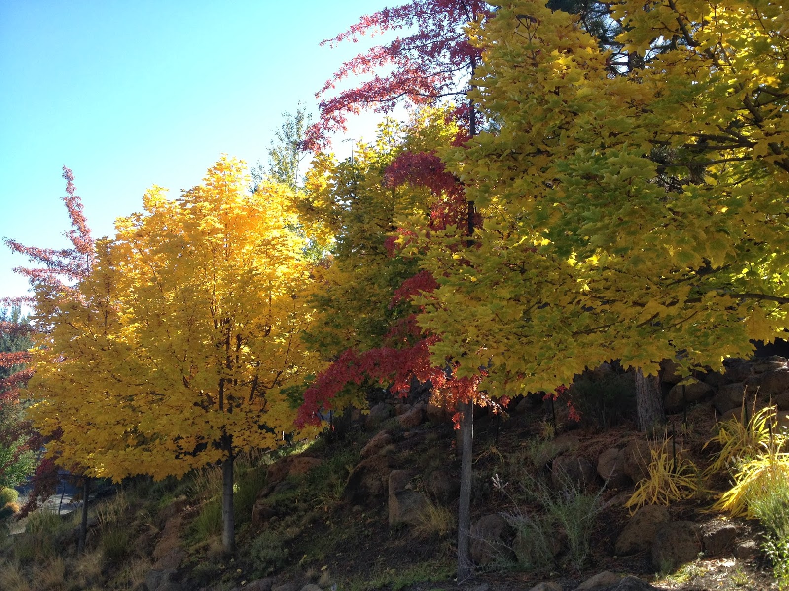 Carlseng Designs: Fall Colors in Central Oregon