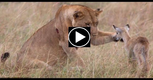 Amazing Animal Saves Another Animal Animal Heroes 2017 HD