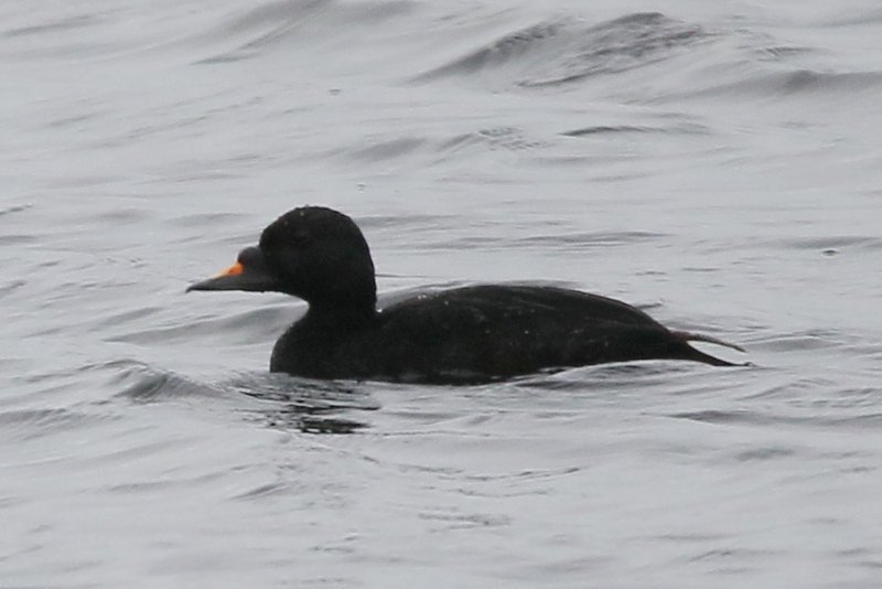 WEST YORKSHIRE BIRDING: Grey Skies bring the birds. Common Scoter, Fly ...