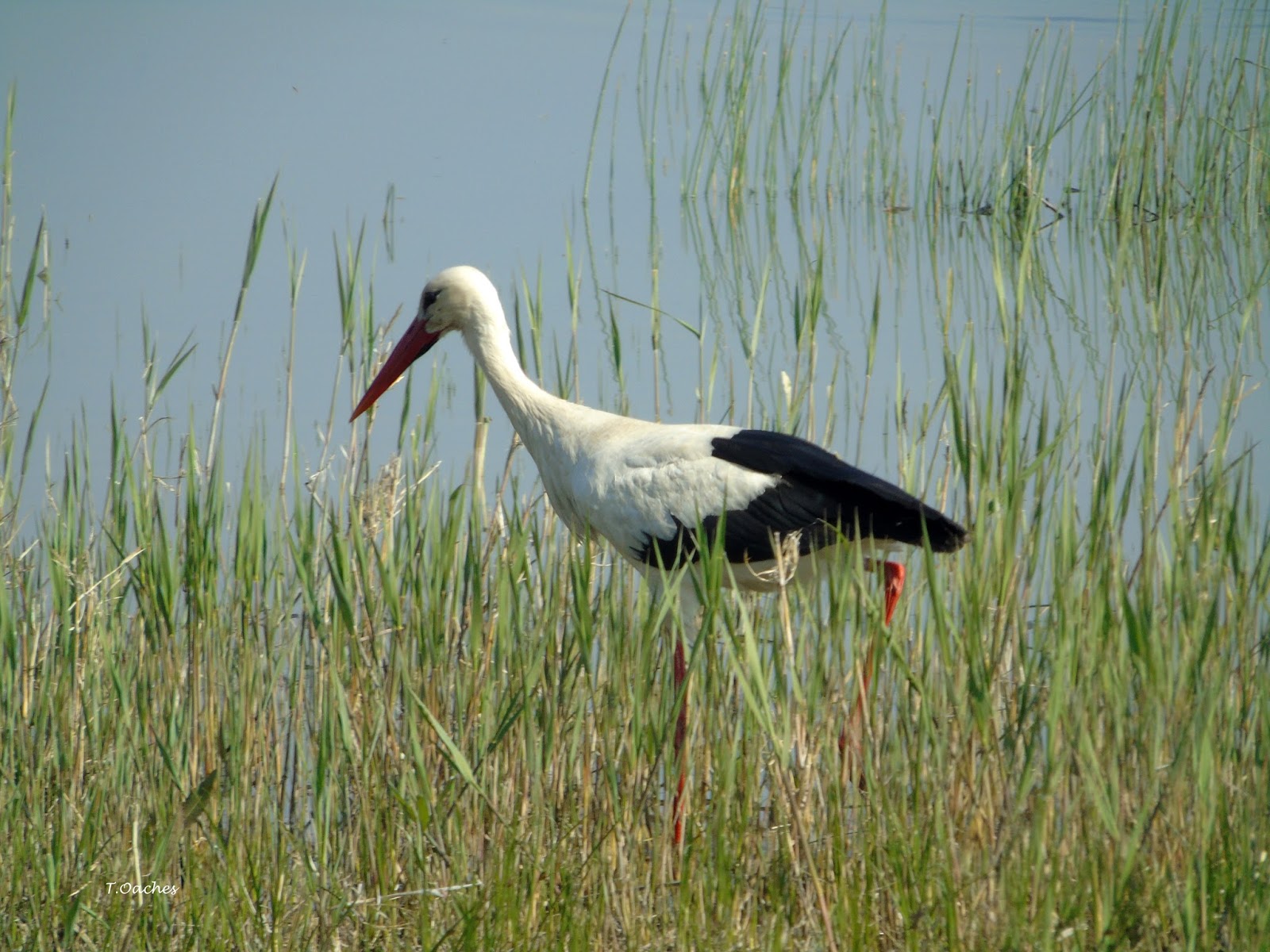 PASARI DIN ROMANIA: BARZA, Ciconia ciconia