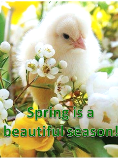 CCute Animals: Spring is a beautiful season!