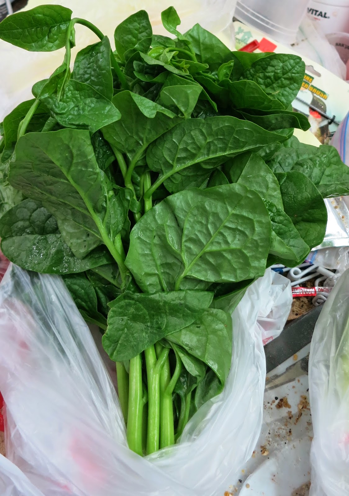 Canary Tales: Border Fancy Love Eating Indian Spinach