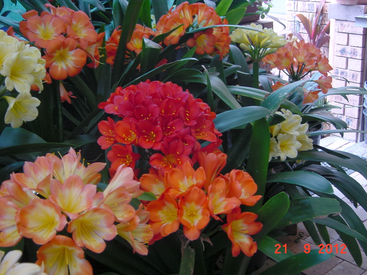 Clivias in Colour, Central Coast, NSW, Australia: Clivias from Graham's ...