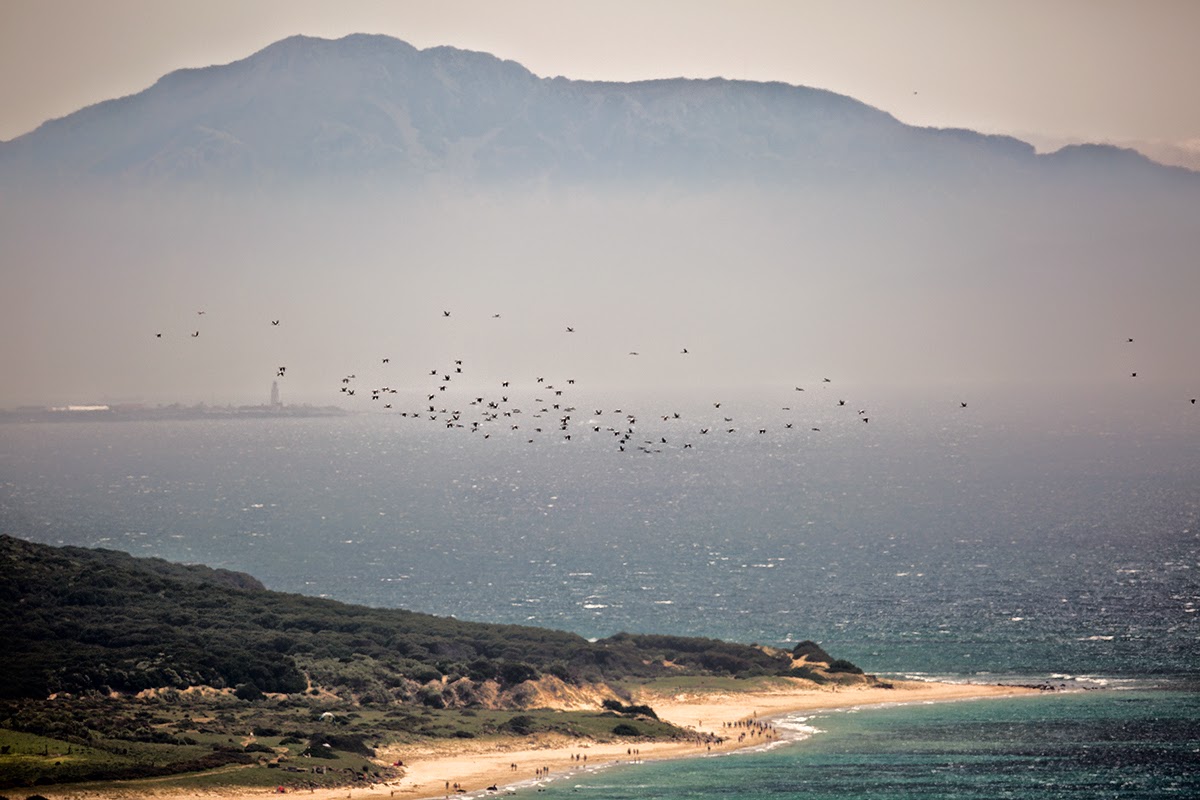 Spring Migration Tour on The Strait of Gibraltar with Stephen Daly ...