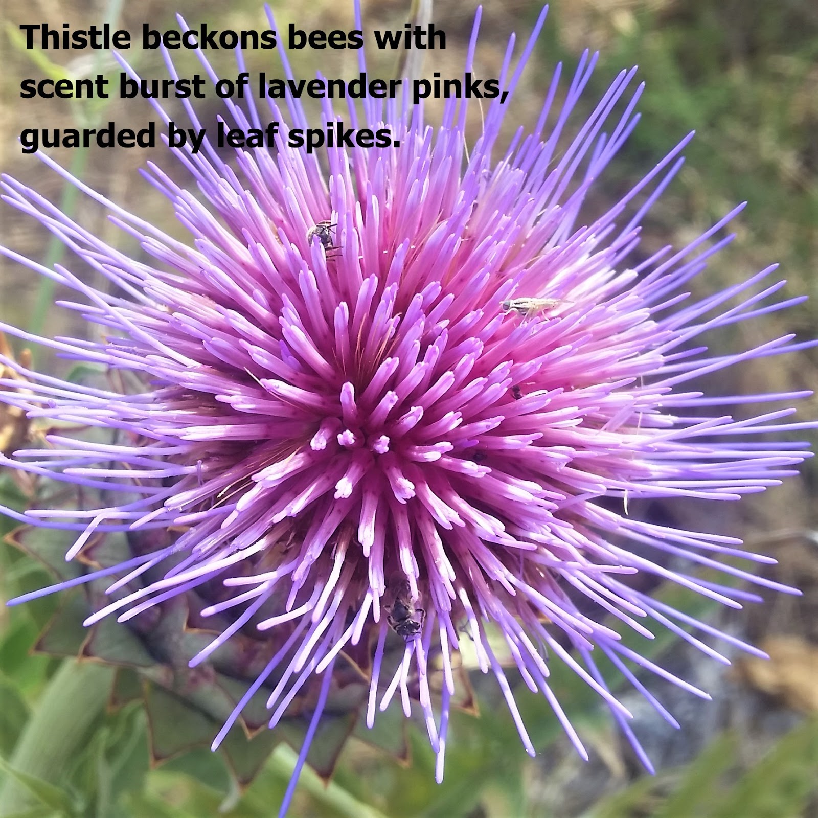 A POEM A DAY - THISTLE