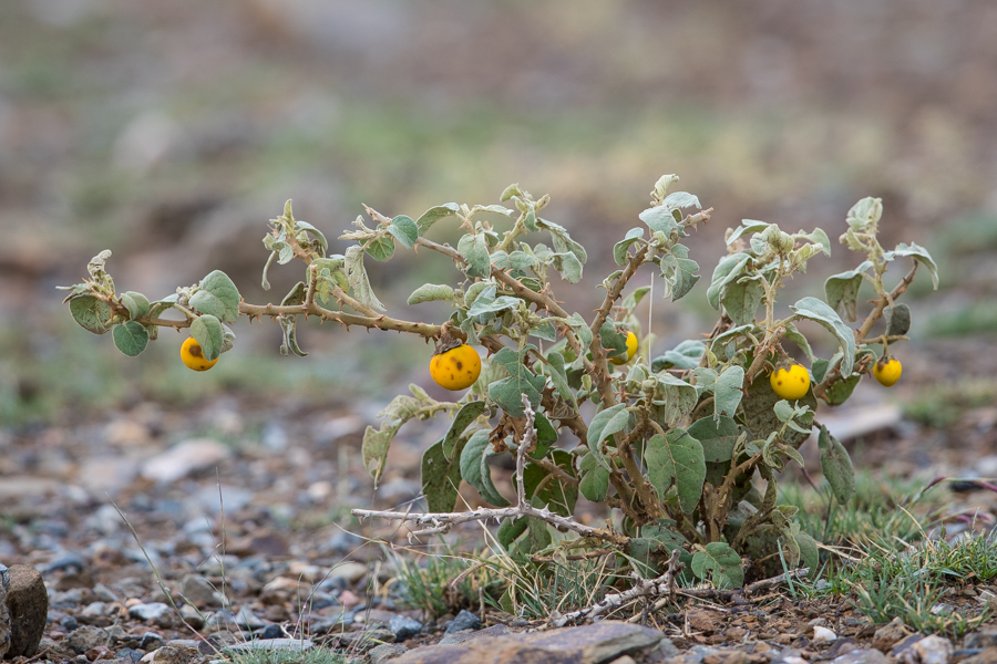 Birds of Saudi Arabia: Solanum incanum – Talea Valley