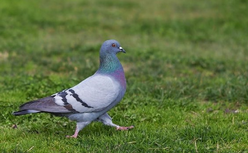 6 Cara Budidaya Burung Merpati Lengkap dan Mudah Bagi Pemula - KiatKu.com
