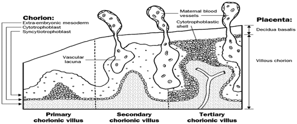 Dr. Bharati's Hub: Placental Development