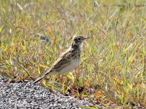 Birding - Tweed Heads - Australia: Tweed Bird List with Photos