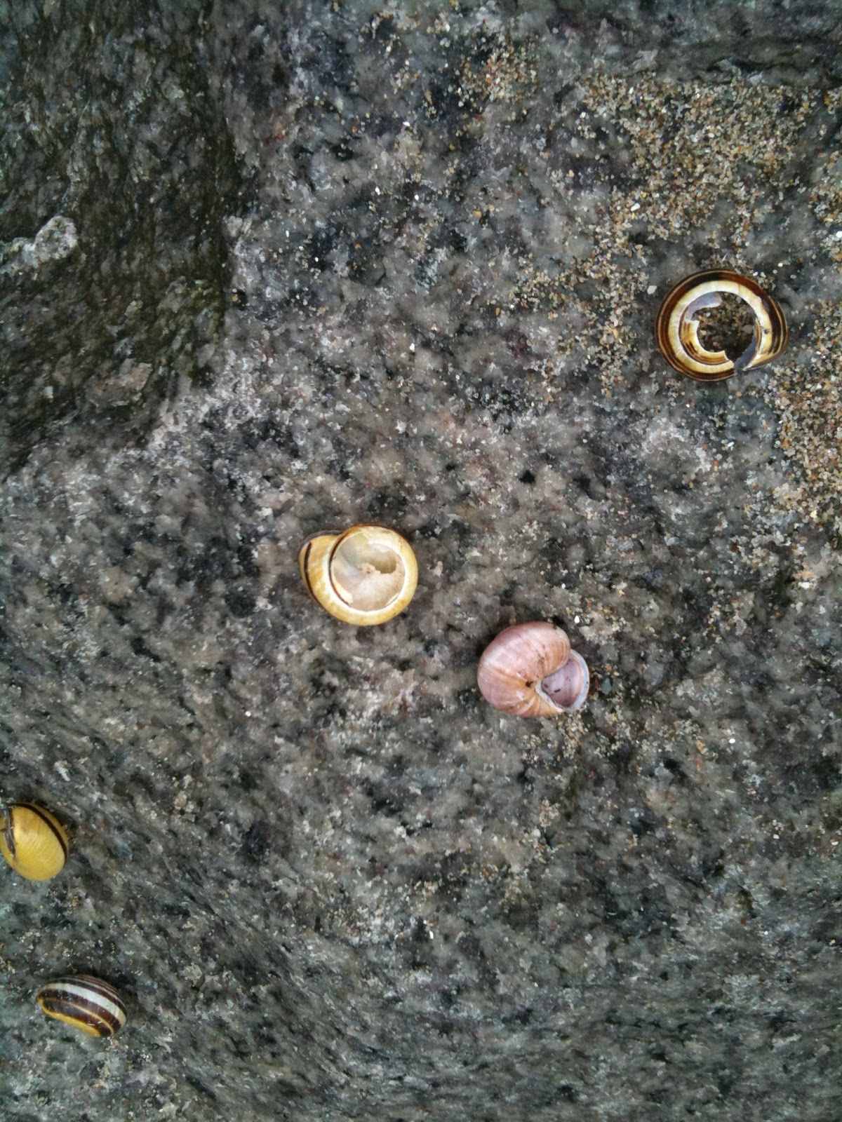 From Snails to Whales: Snails and Lovells Island