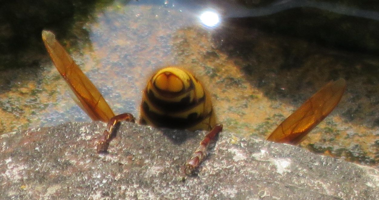 Aia Asterixi aia blogi