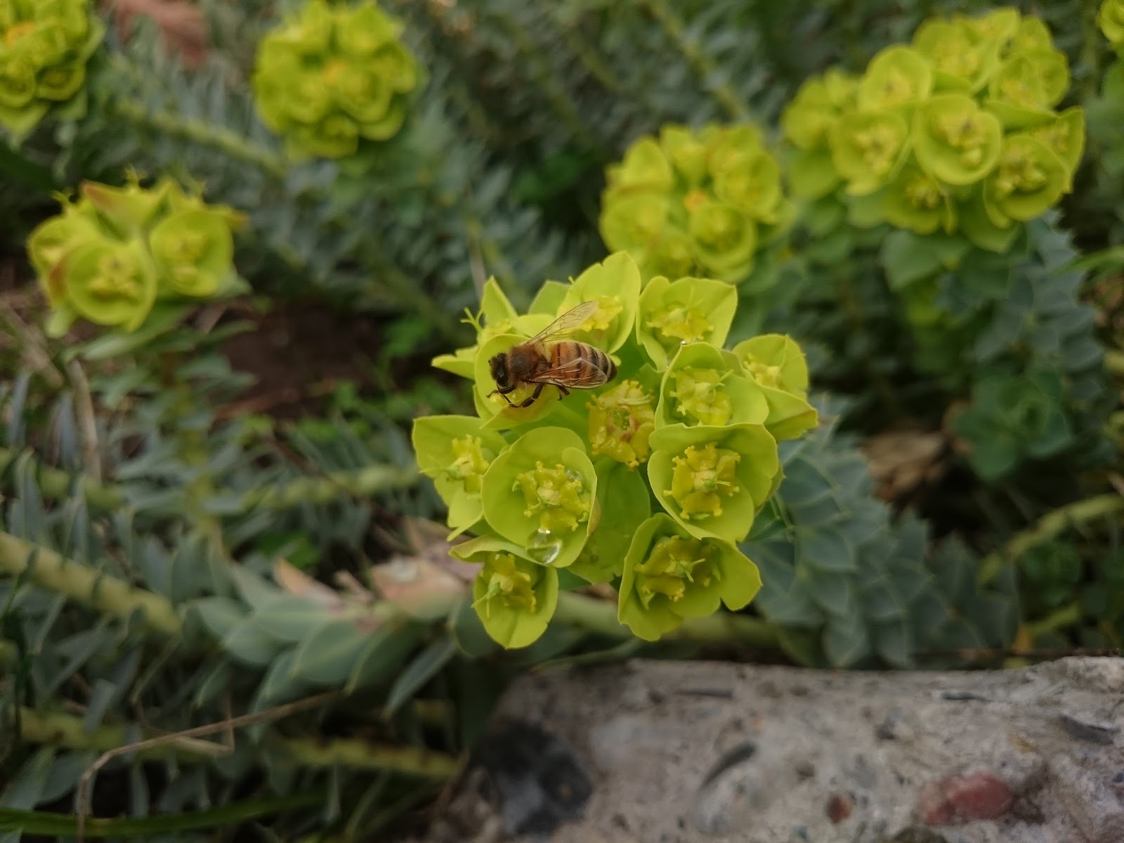 Some Creative Commons pictures I took