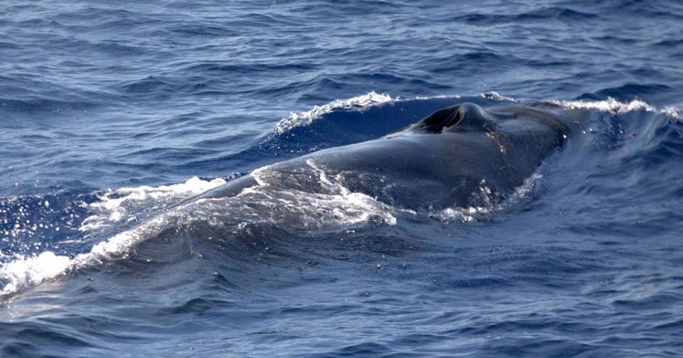 Whale Watching Sardinia