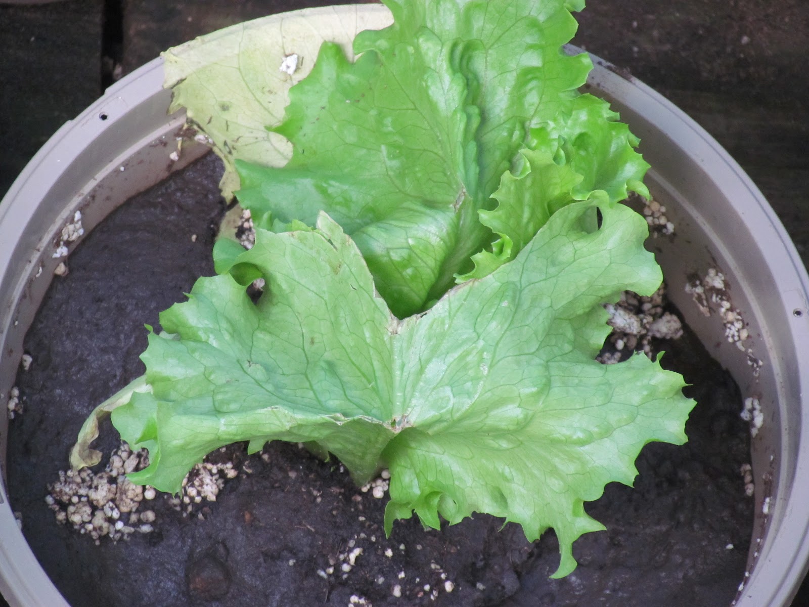 Foto Blog Puerto Rico: Tomates, Lechugas y Pepinillos