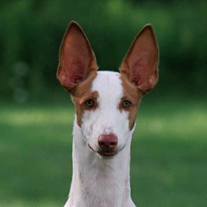 MI PERRO: PODENCO IBICENCO (CA EIVISSENC)