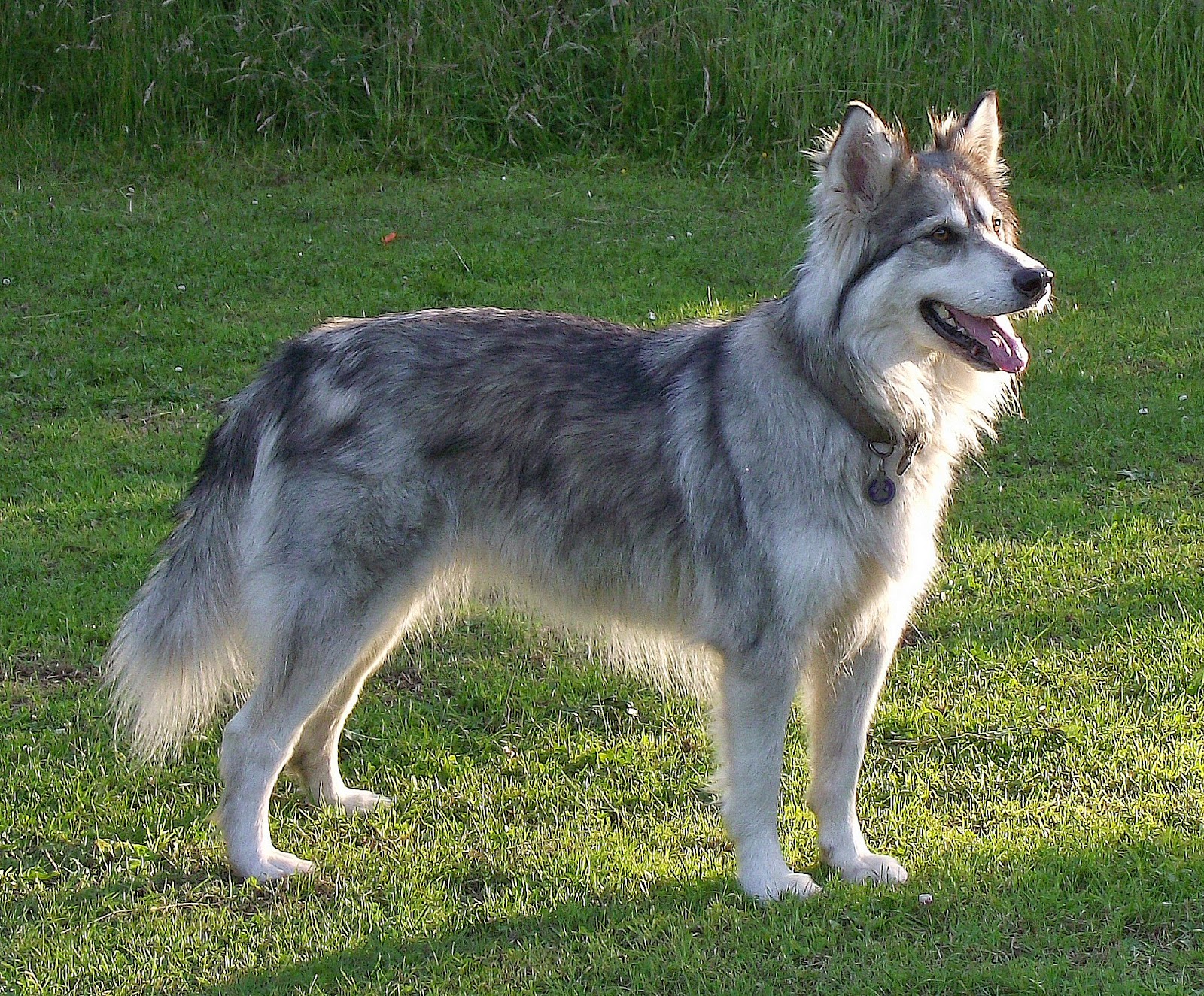 Utonagan - 'Spirit of the wolf': Kaya - Utonagan