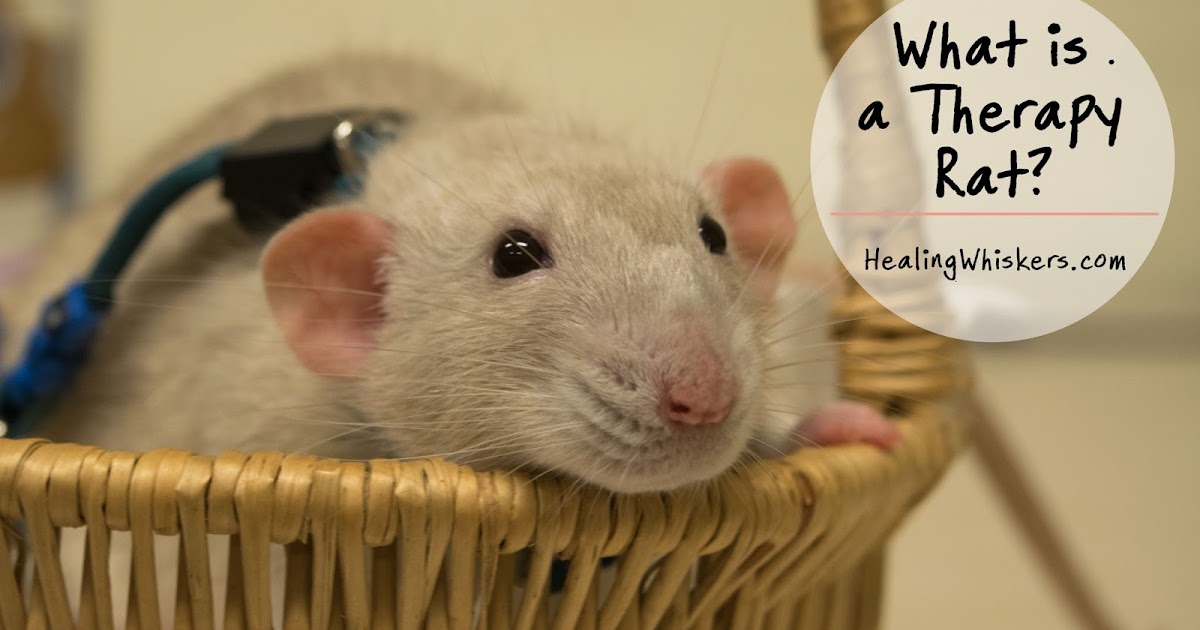 Healing Whiskers: What is a Therapy Rat?