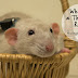 Healing Whiskers: Life of a Therapy Rat: Fall 2017