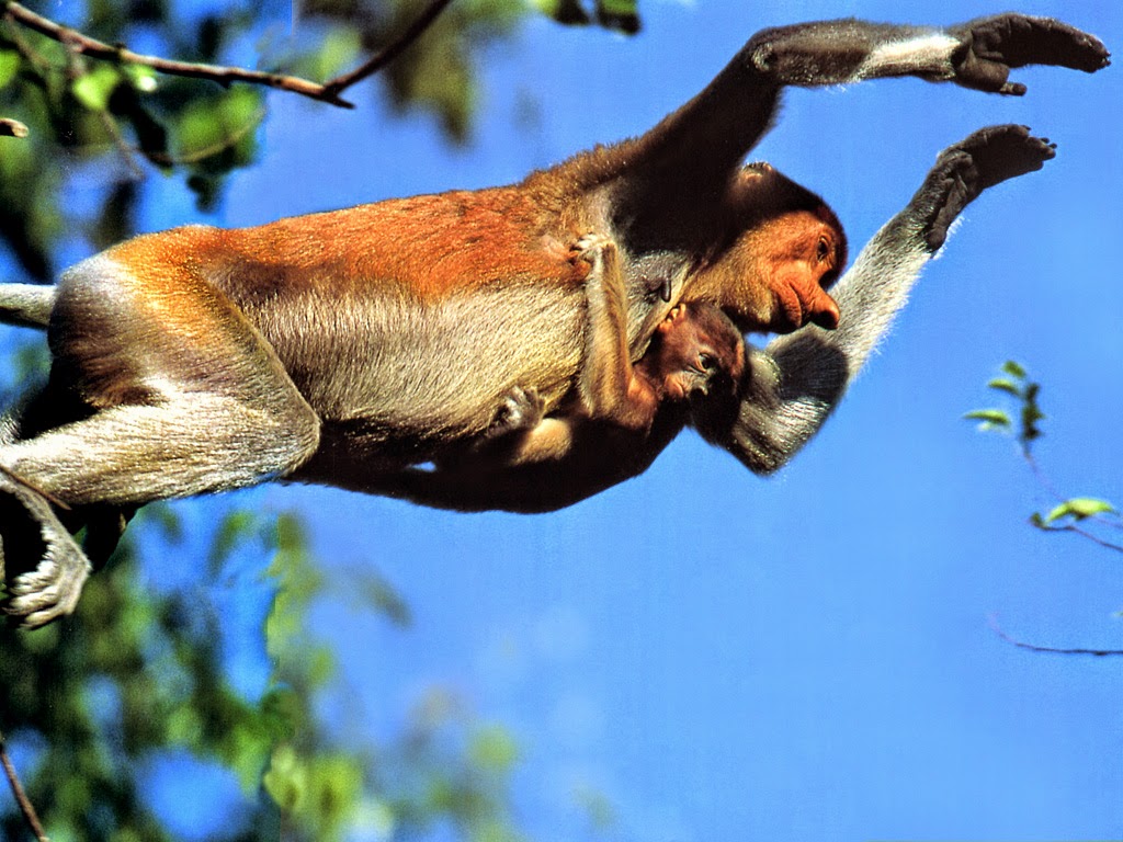 ΠΙΘΗΚΟΣ PROBOSCIS photos - wallpapers | the fun bank