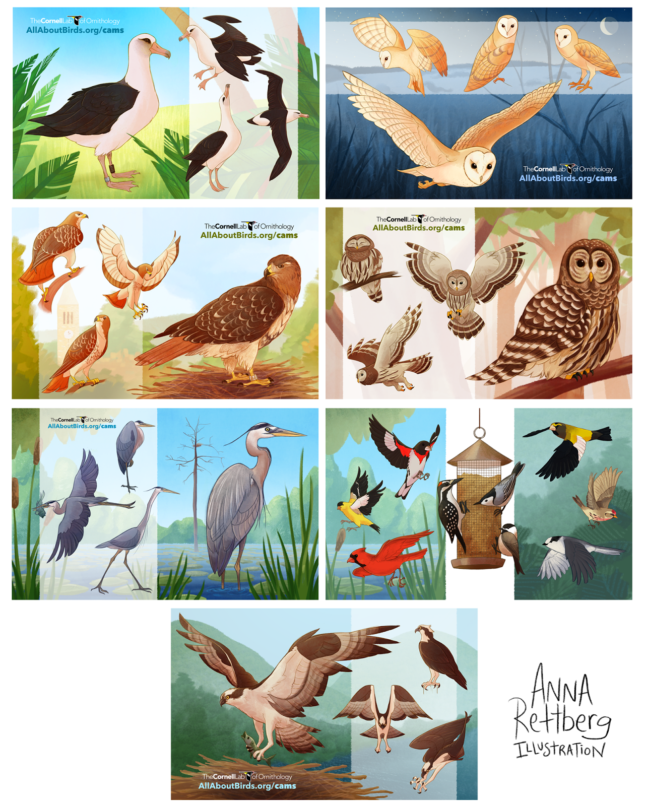 Anna Rettberg: Birds!