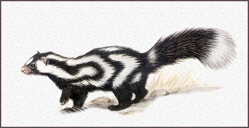 Fauna de México (I). El Imperio de los Cactus.