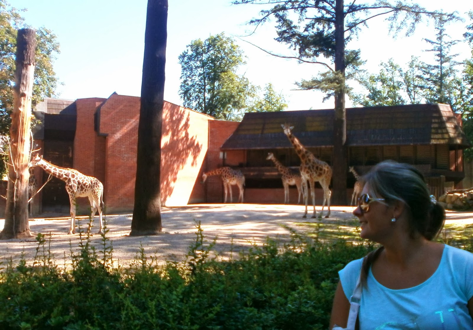 Petuniie: Vzpomínka na léto - Liberecká ZOO