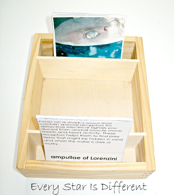 Shark Unit 2 with Free Printables - Every Star Is Different