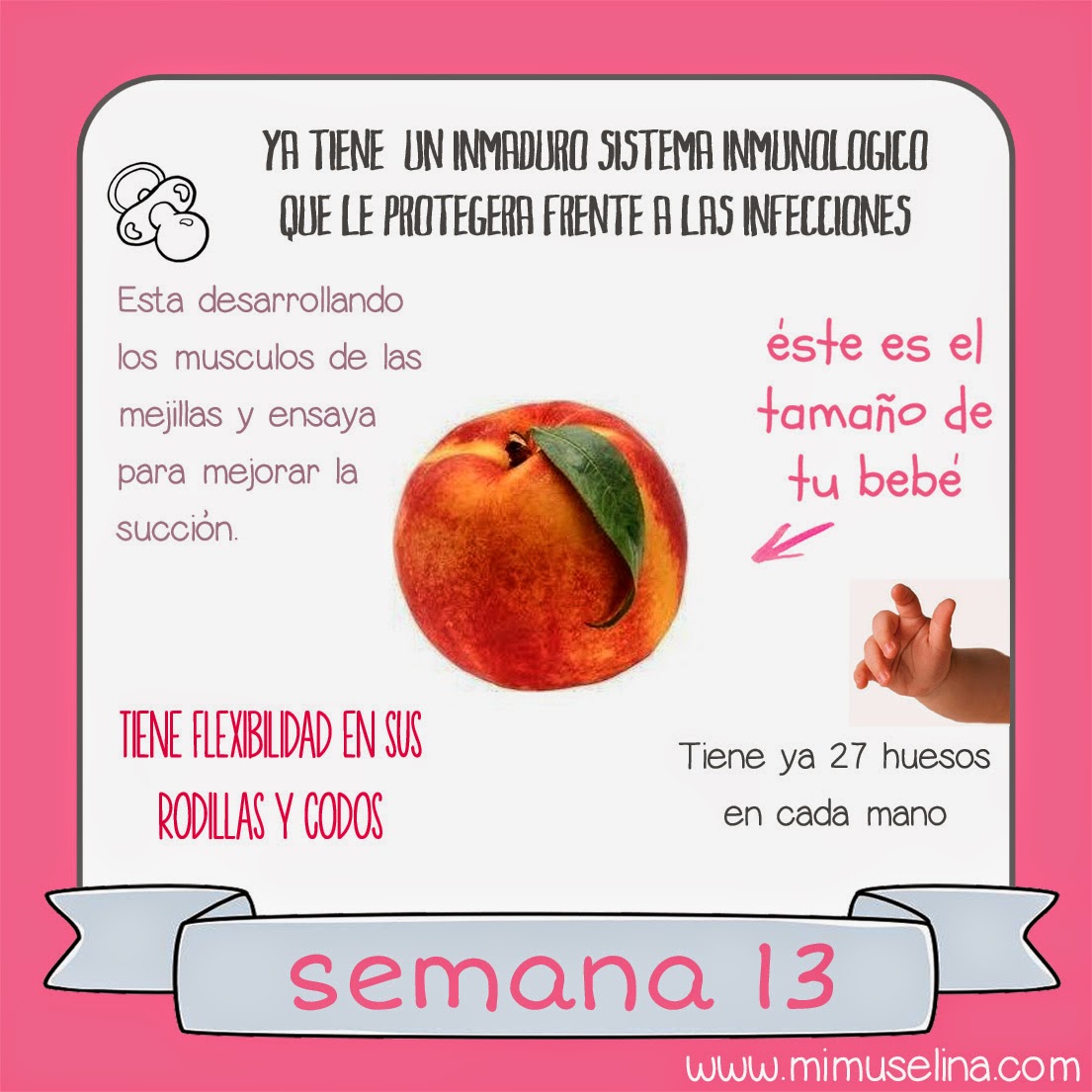 Semana 13 embarazo. Tamaño y evolución del bebé @mimuselina - Blogs de ...