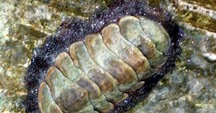 Chiton (Chiton Sp); Klasifikasi, Morfologi, Habitat Dll - Melek Perikanan