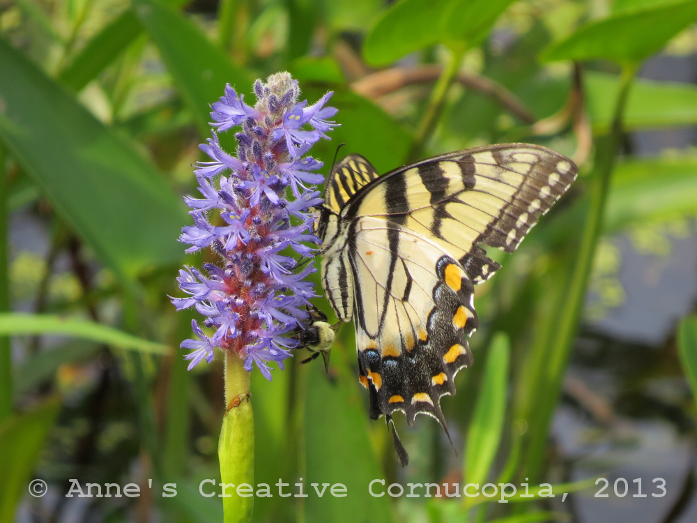 Anne's Creative Cornucopia: Yellow Monarch Butterfly - Photographs