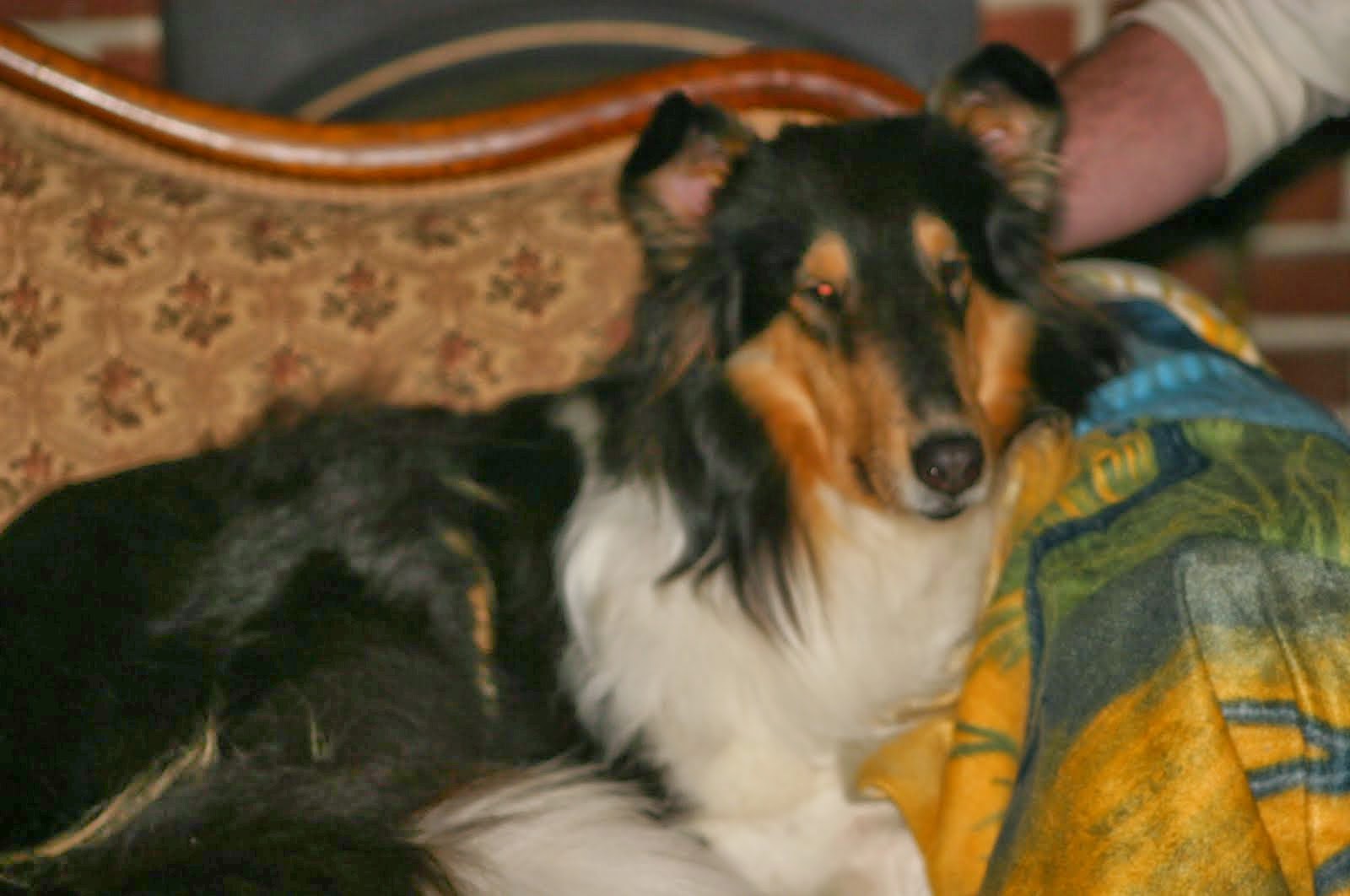 phyllis`s view: Angora Goats