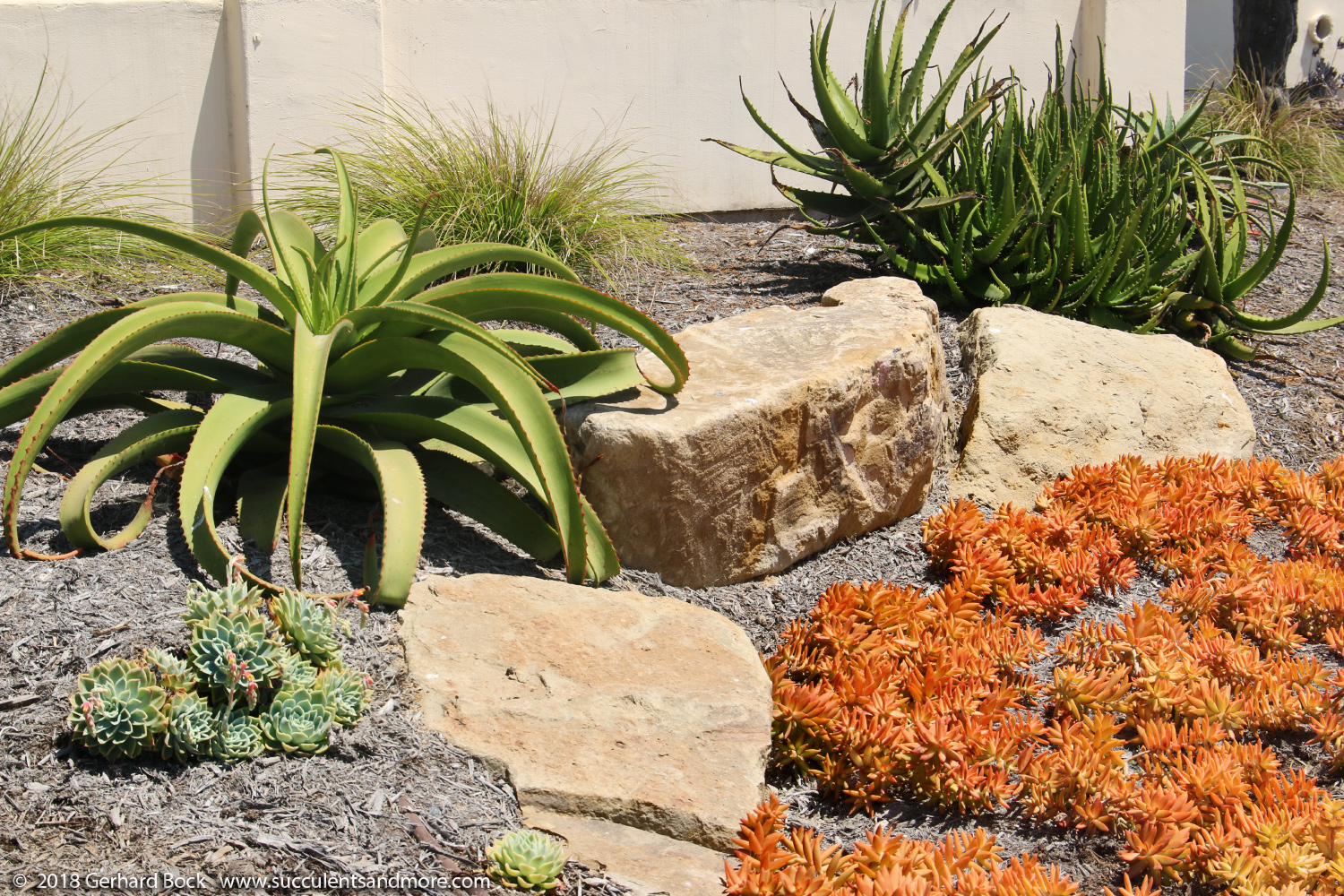 San Diego still succs