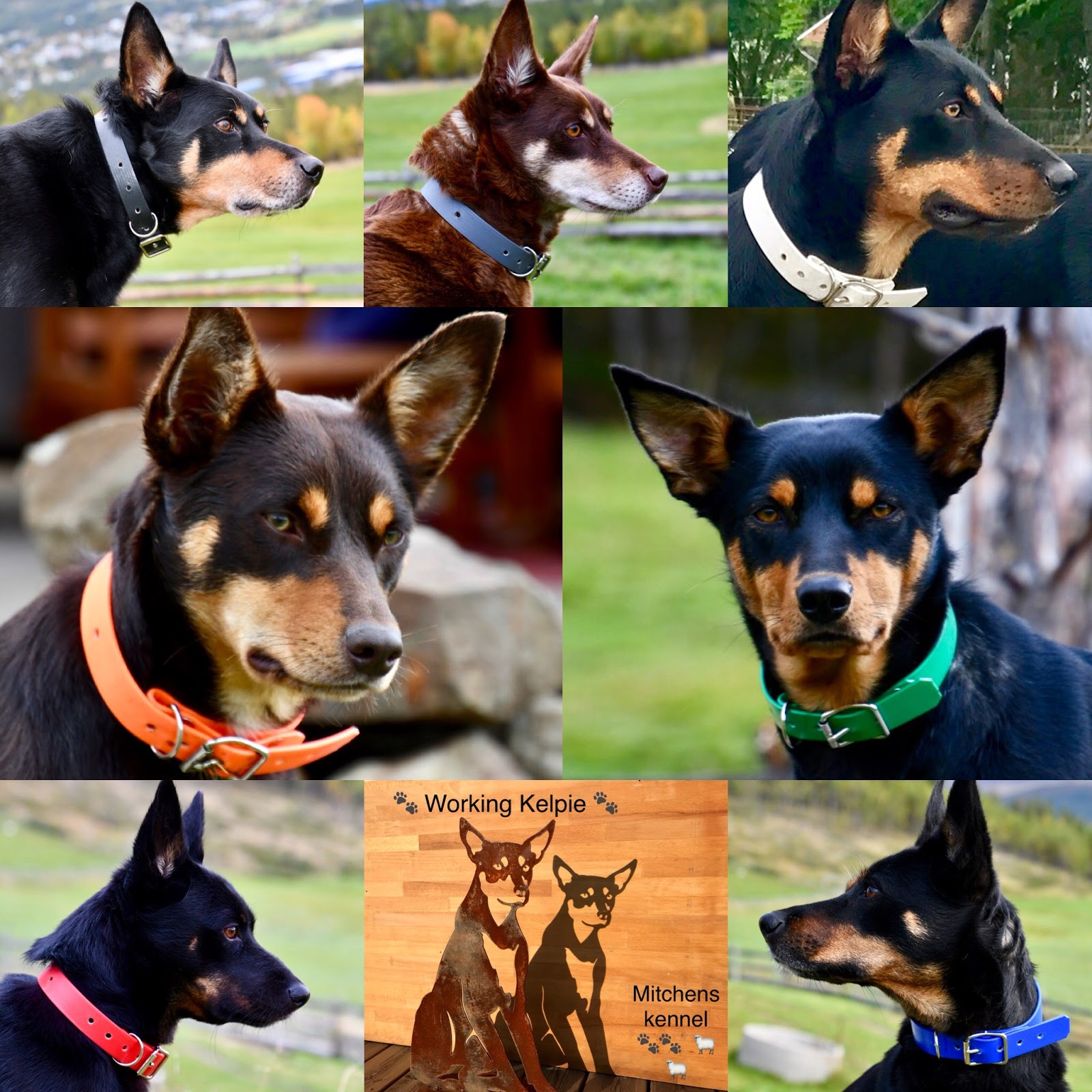 MITCHENS WORKING KELPIE.: Till Salu/FOR SALE