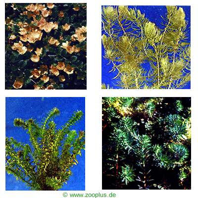 Science Technology: fixed plants