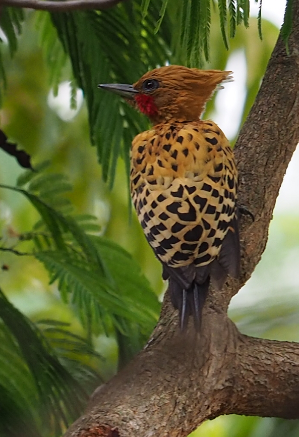 Espacio dedicado a la naturaleza: Carpintero del Parnaíba (Celeus obrieni)
