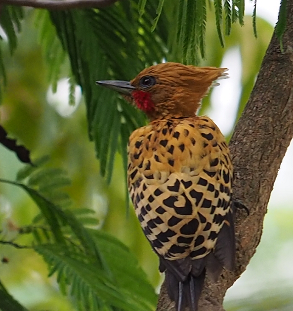 Espacio dedicado a la naturaleza: Carpintero del Parnaíba (Celeus obrieni)