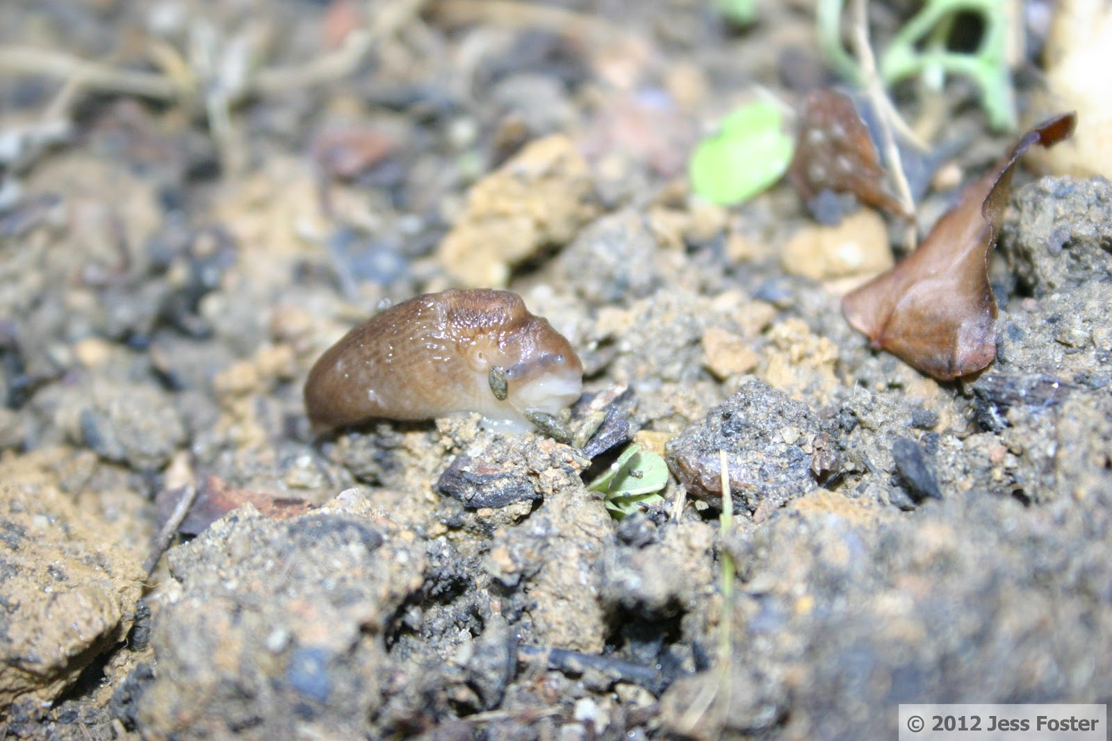 Sluggin' Along: Slug Waste Disposal: Part 2