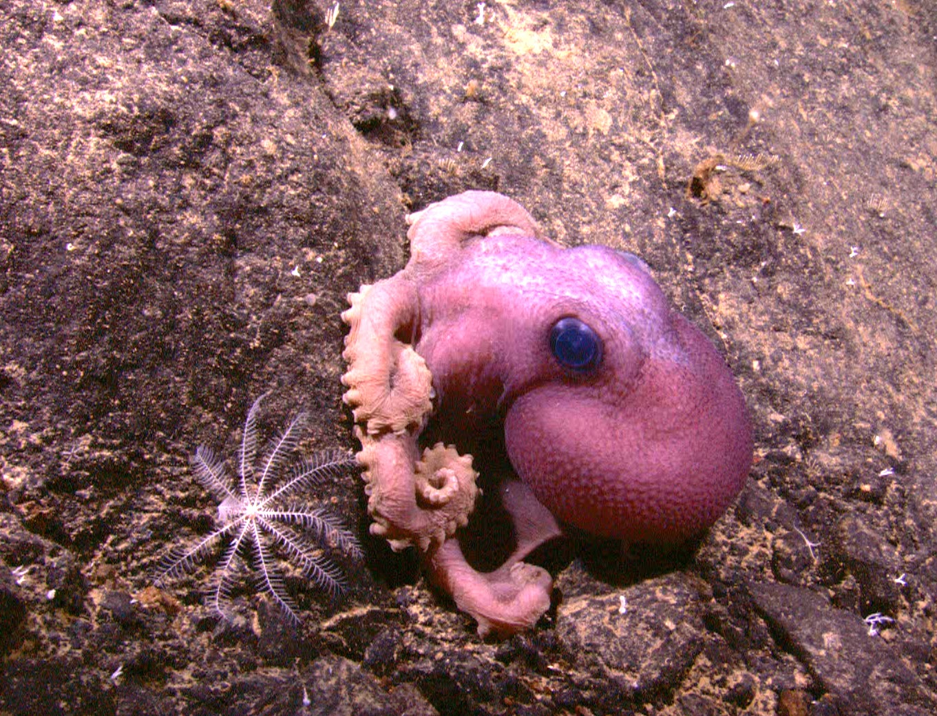 Octopus - HD Wallpapers | Earth Blog