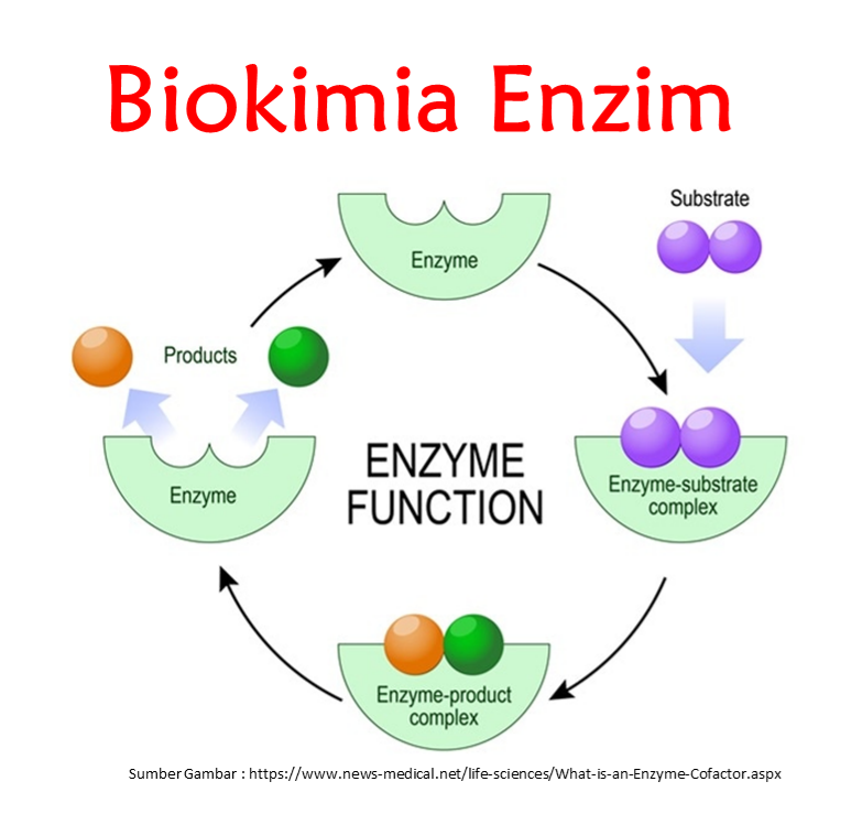 Biokimia Enzim ~ Buah Pikiran Ku